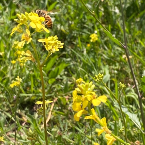 White House Black Market | Tops | Quicklist | Poshmark